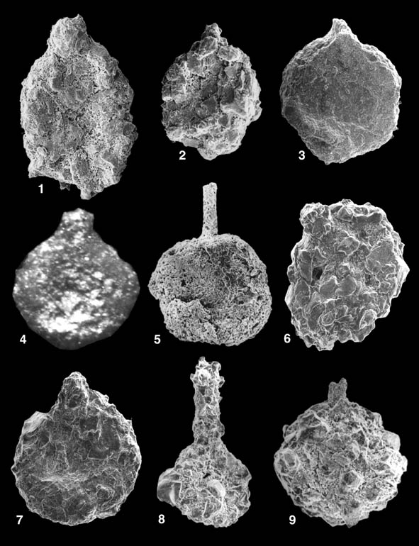 Atlas of Agglutinated Foraminifera - taxon page