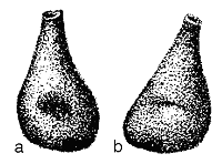 Atlas of Agglutinated Foraminifera - taxon page