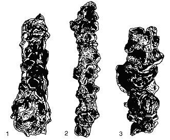 Atlas of Agglutinated Foraminifera - taxon page