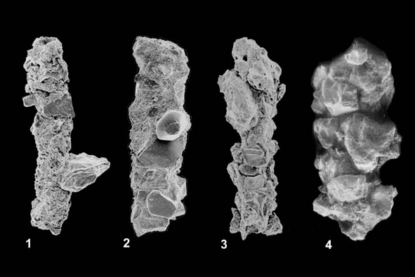 Atlas of Agglutinated Foraminifera - taxon page