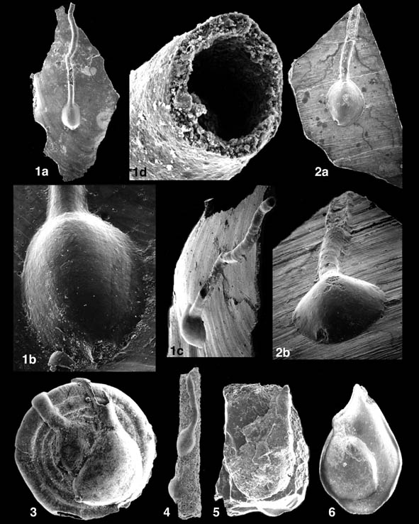 Atlas of Agglutinated Foraminifera - taxon page