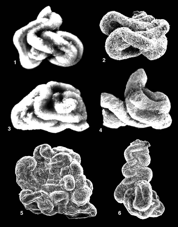 Atlas of Agglutinated Foraminifera - taxon page