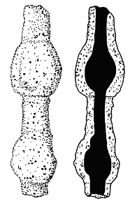 Atlas of Agglutinated Foraminifera - taxon page