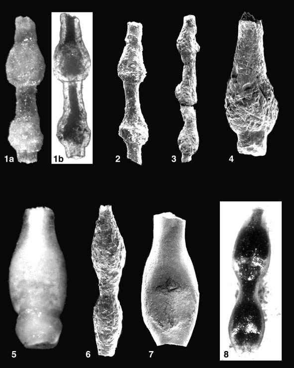 Atlas of Agglutinated Foraminifera - taxon page