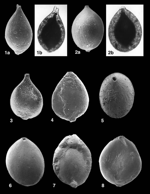 Atlas of Agglutinated Foraminifera - taxon page