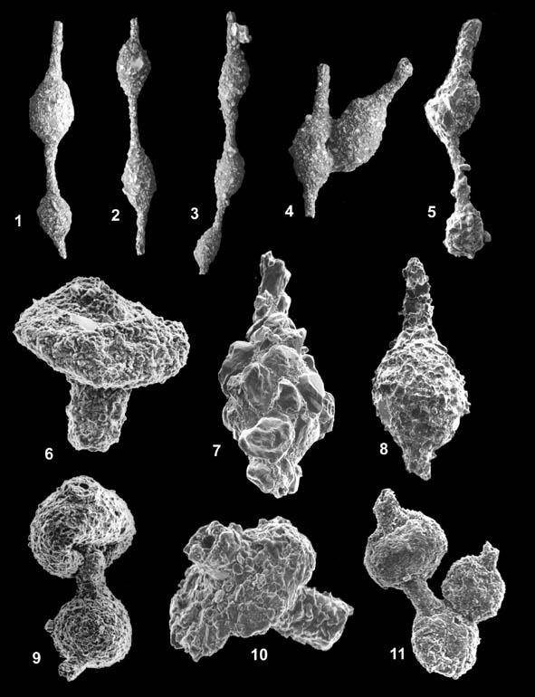 Atlas of Agglutinated Foraminifera - taxon page