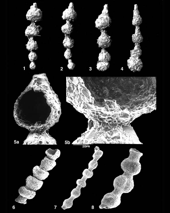 Atlas of Agglutinated Foraminifera - taxon page