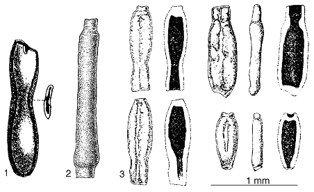 Atlas of Agglutinated Foraminifera - taxon page