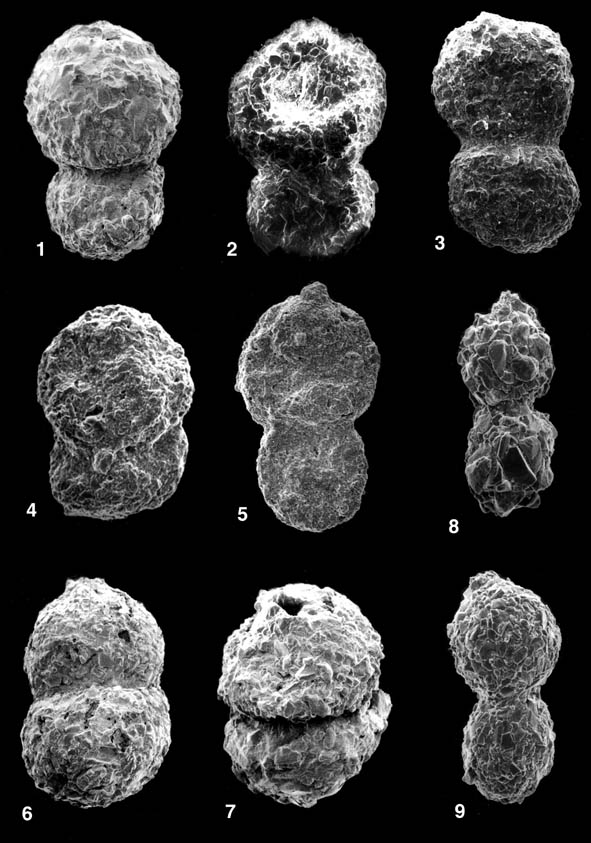 Atlas of Agglutinated Foraminifera - taxon page