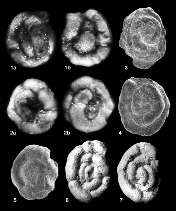 Atlas of Agglutinated Foraminifera - taxon page