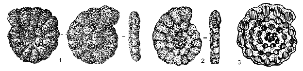 Atlas of Agglutinated Foraminifera - taxon page