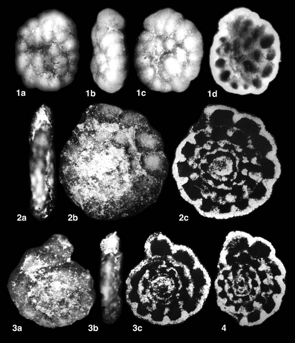 Atlas of Agglutinated Foraminifera - taxon page