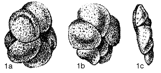 Atlas of Agglutinated Foraminifera - taxon page