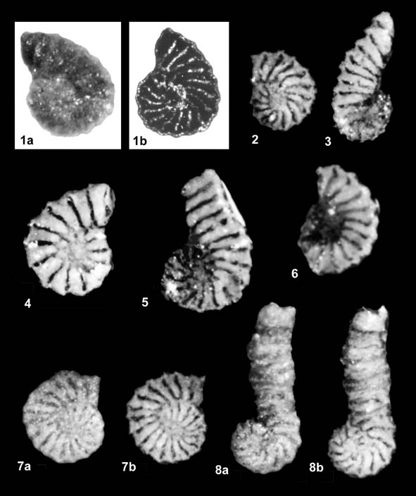 Atlas of Agglutinated Foraminifera - taxon page