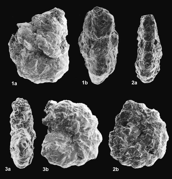 Atlas of Agglutinated Foraminifera - taxon page
