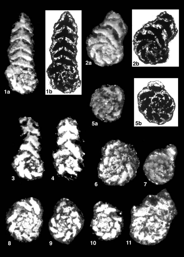 Atlas of Agglutinated Foraminifera - taxon page