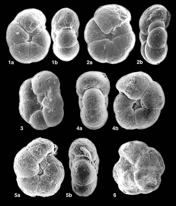 Atlas of Agglutinated Foraminifera - taxon page