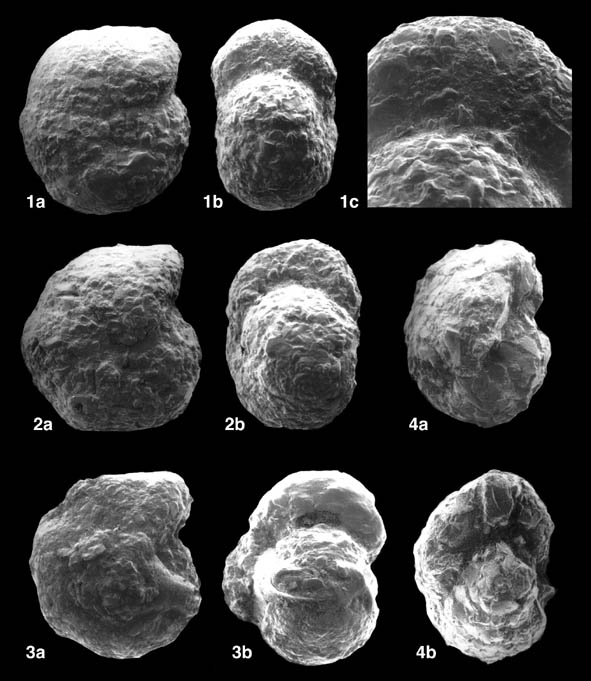 Atlas of Agglutinated Foraminifera - taxon page