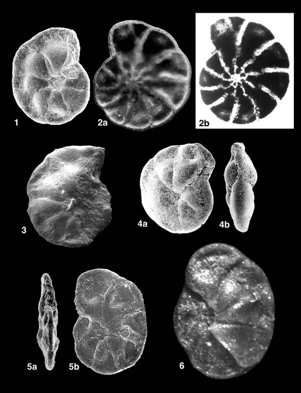 Atlas of Agglutinated Foraminifera - taxon page