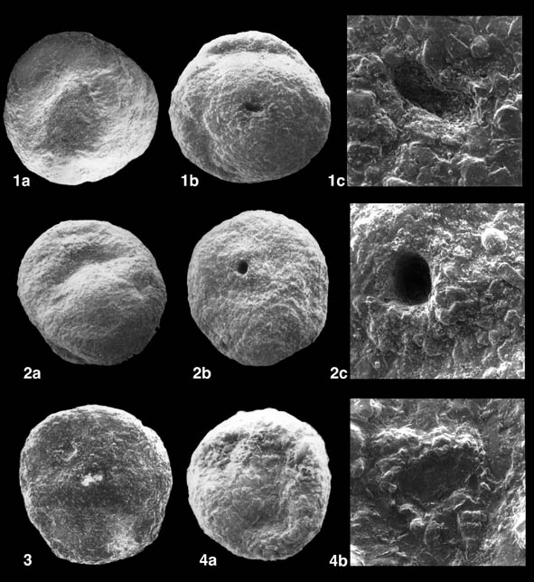 Atlas of Agglutinated Foraminifera - taxon page