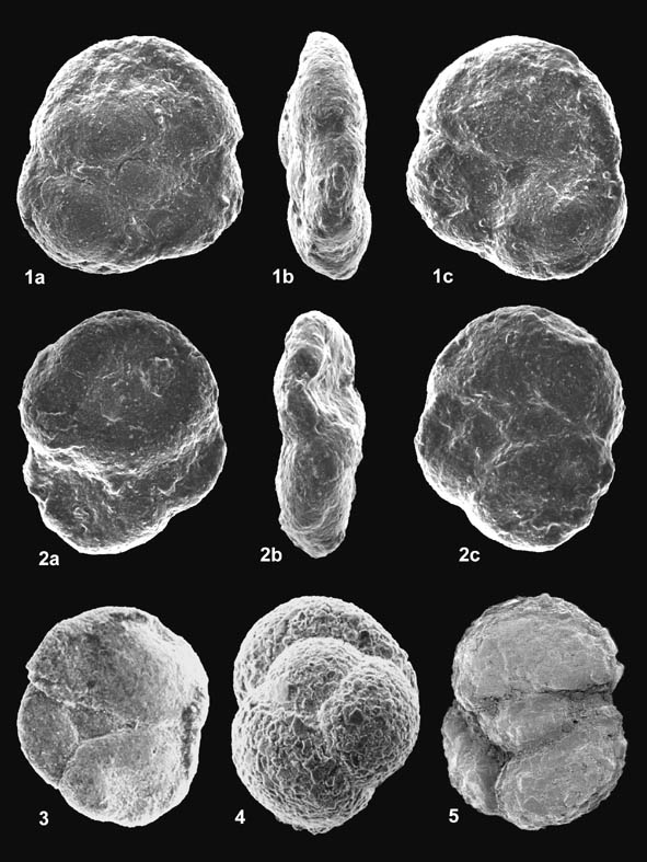 Atlas of Agglutinated Foraminifera - taxon page