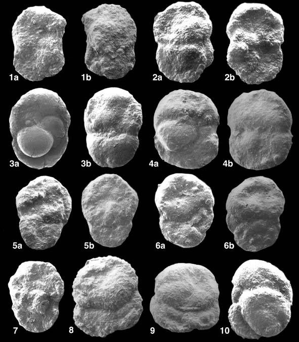 Atlas of Agglutinated Foraminifera - taxon page