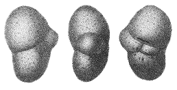 Atlas of Agglutinated Foraminifera - taxon page