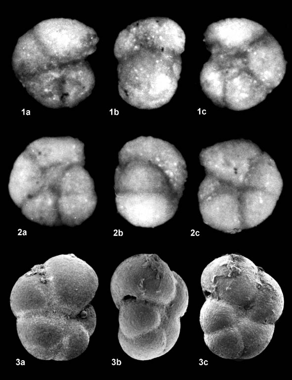 Atlas of Agglutinated Foraminifera - taxon page