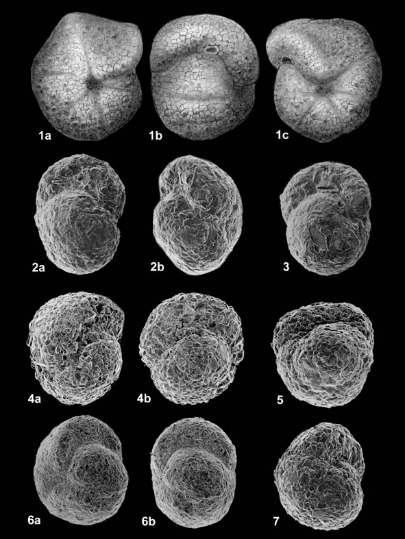 Atlas of Agglutinated Foraminifera - taxon page