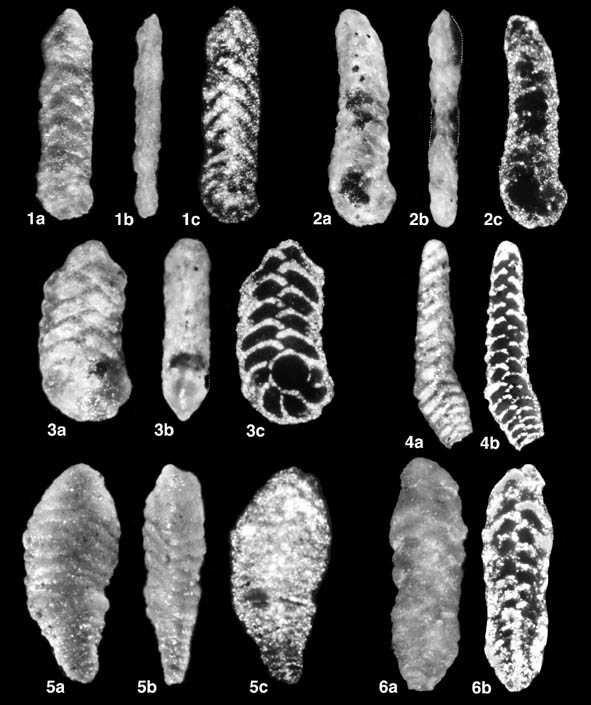 Atlas of Agglutinated Foraminifera - taxon page