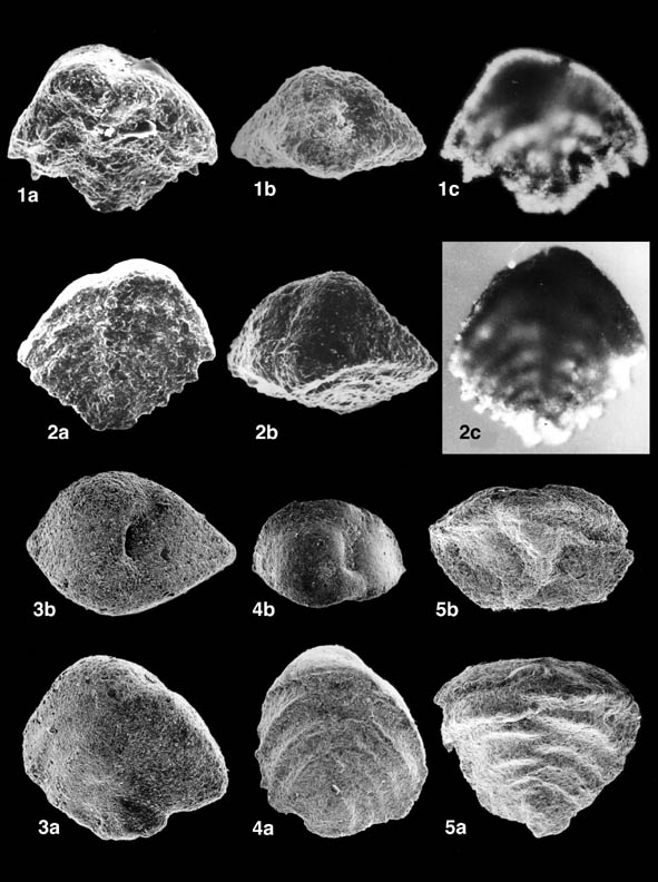 Atlas of Agglutinated Foraminifera - taxon page