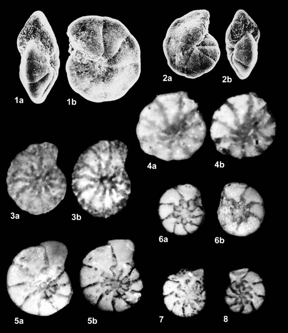 Atlas of Agglutinated Foraminifera - taxon page